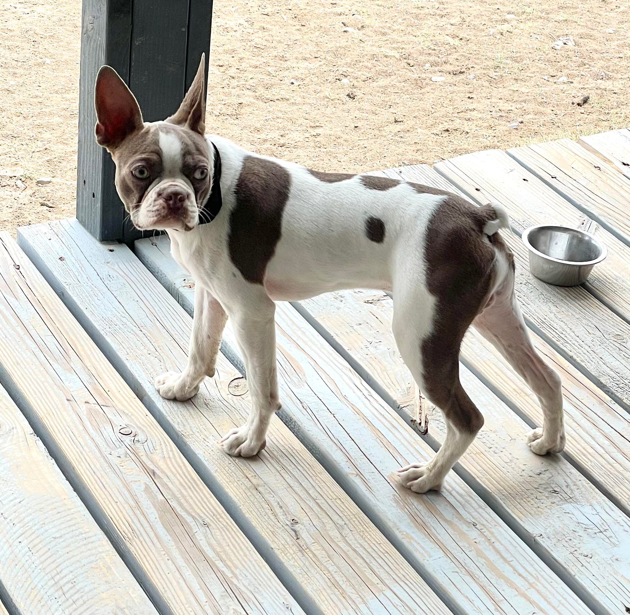 Our Males - Frenchies and Bostons